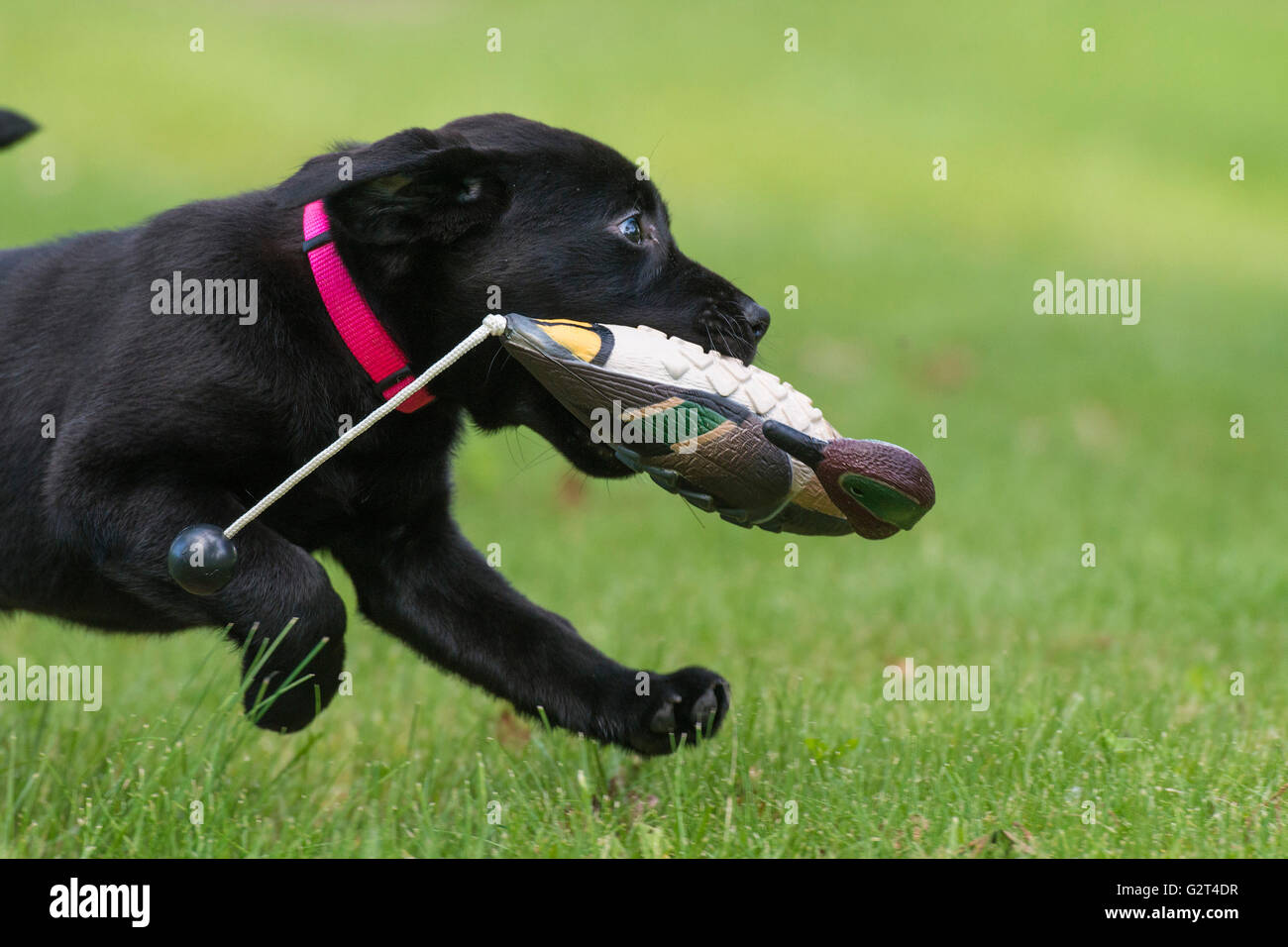 A Black Lab puppy retrieving a training dummy Stock Photo - Alamy