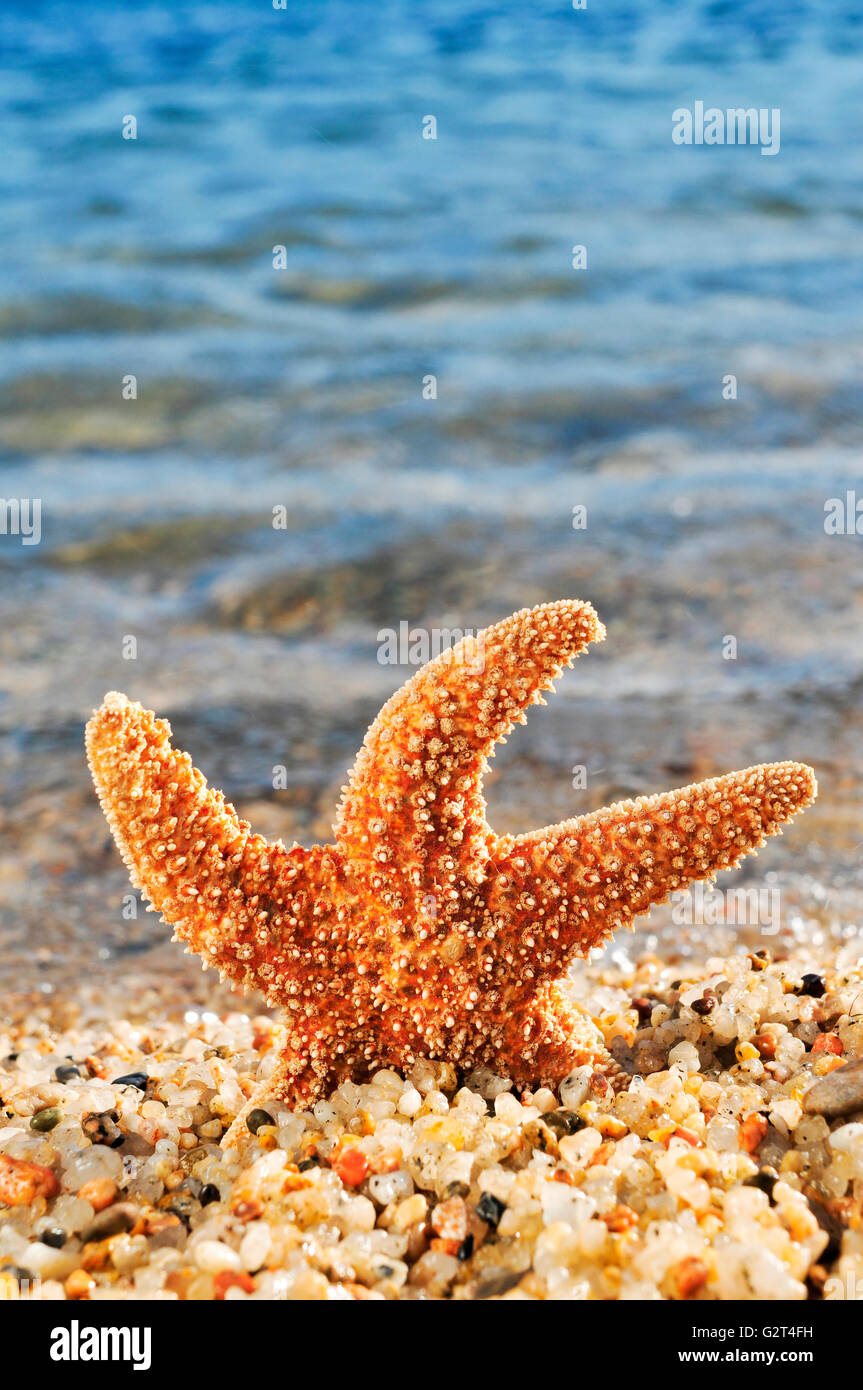Starfish legs hi-res stock photography and images - Alamy