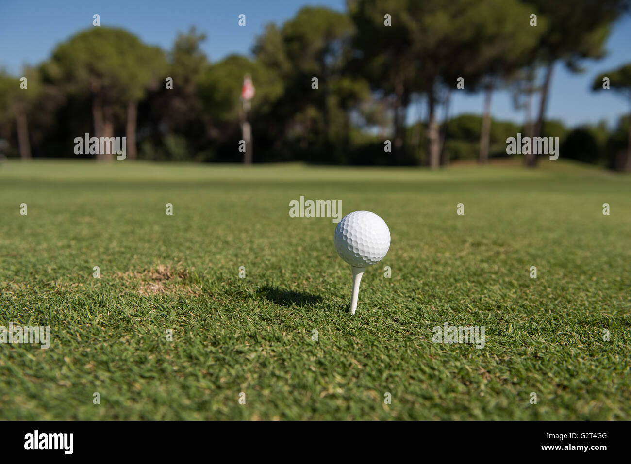 golf ball on tee at beautiful course with fresh green grass Stock Photo ...