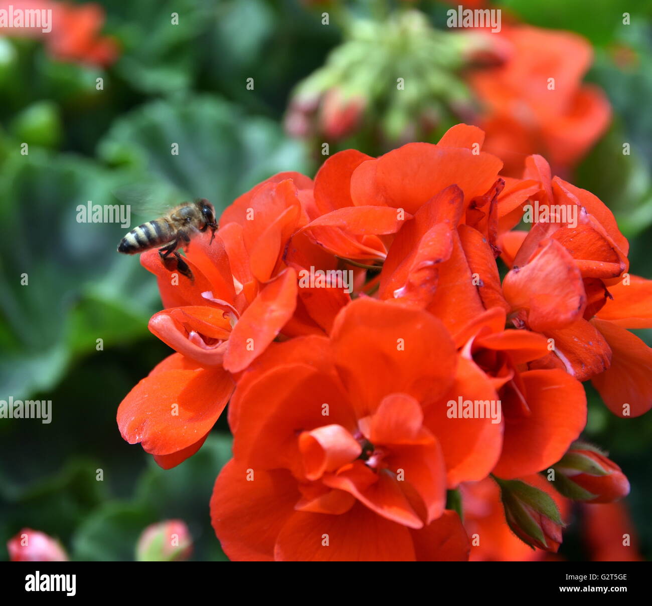 Bee flying to red flower Stock Photo - Alamy