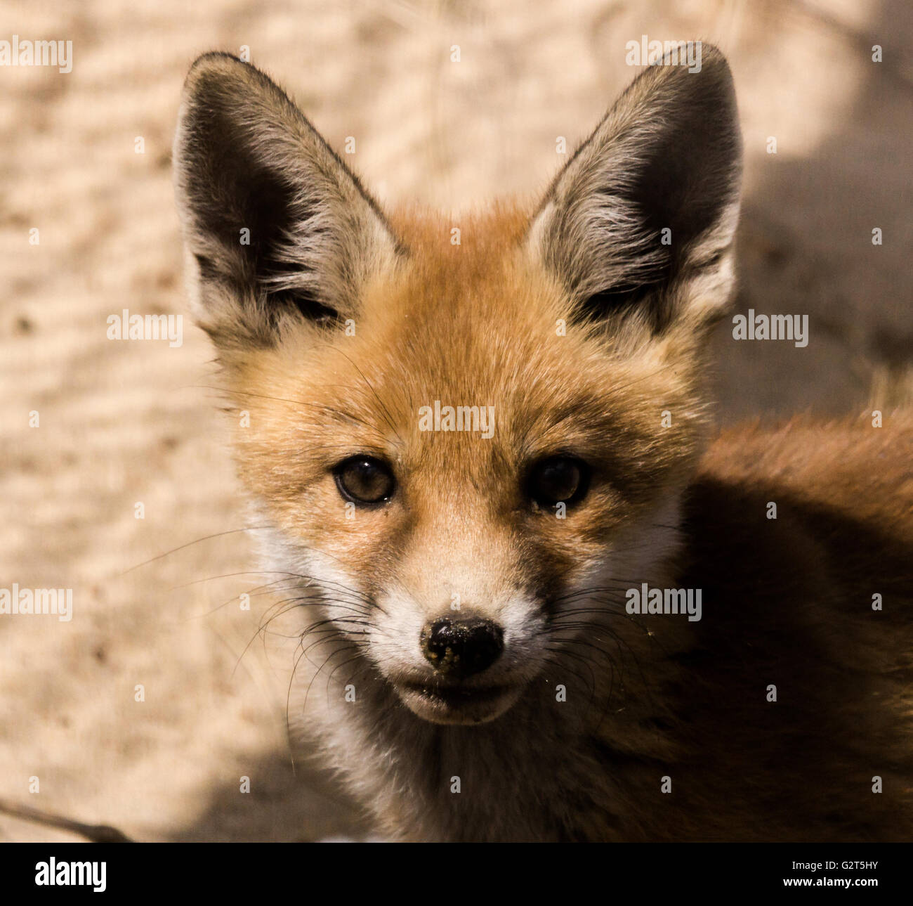 Foxy looking hi-res stock photography and images - Alamy