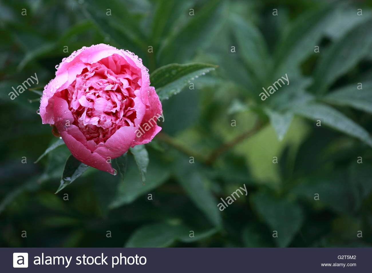 Shot of a beautiful pink flower in a green garden after rain in Germany ...
