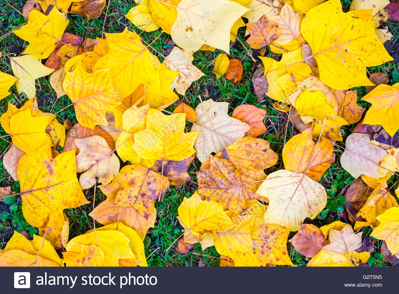 Tulip Poplar Stock Photos & Tulip Poplar Stock Images - Alamy