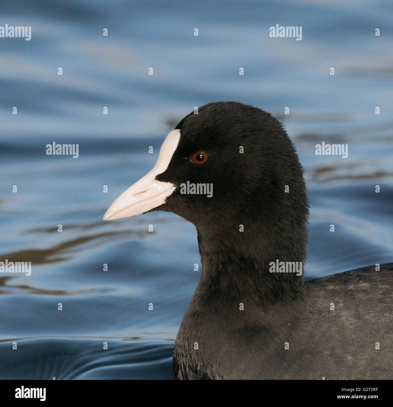 Eurasian Coot head shot Stock Photo - Alamy