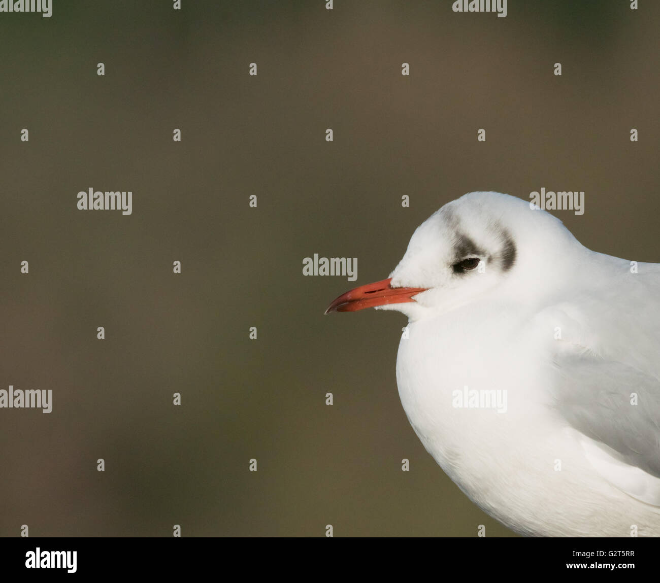 Black head gulls hi-res stock photography and images - Alamy