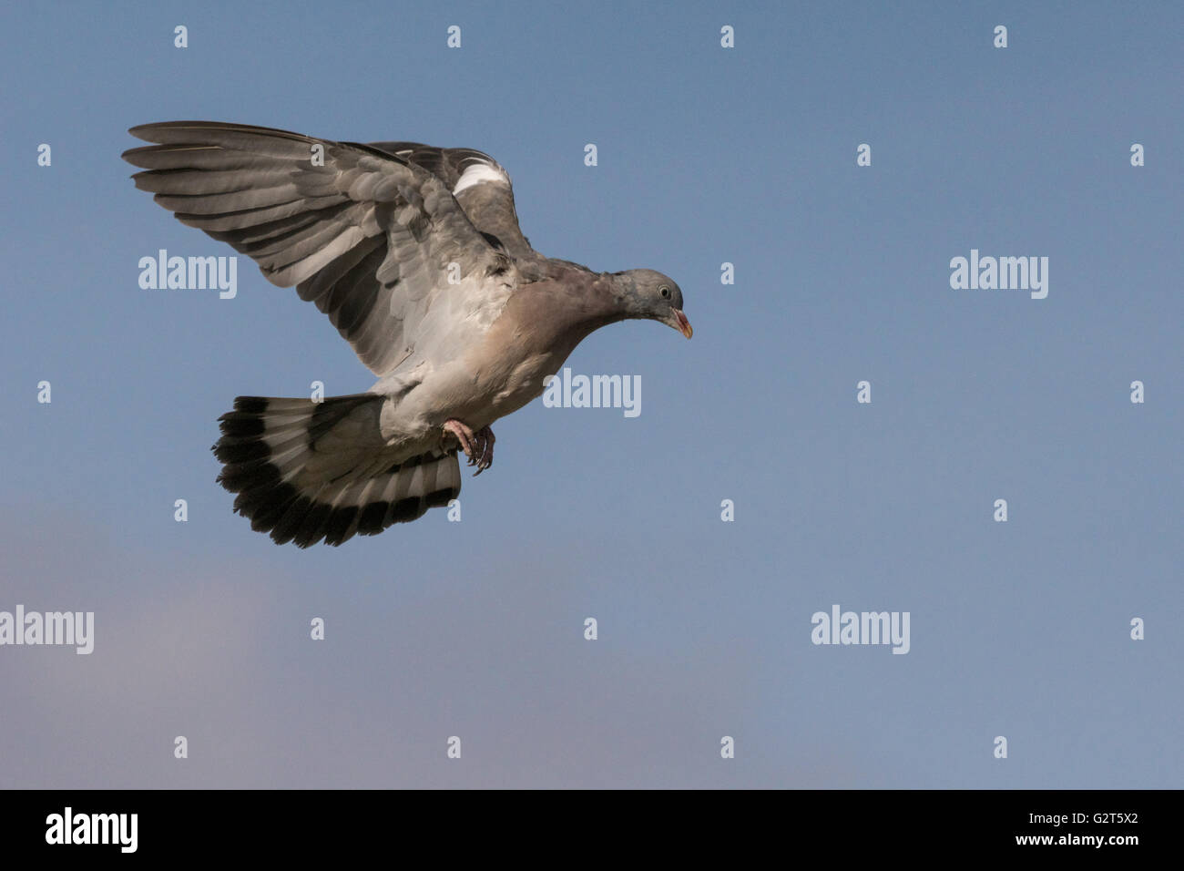 Pigeon Colour High Resolution Stock Photography and Images - Alamy
