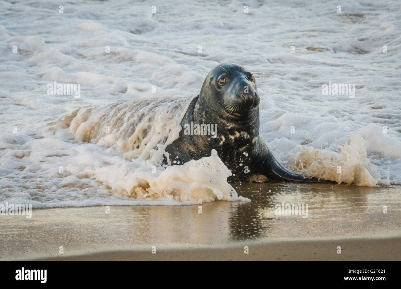 Seal in breaking waves Stock Photo - Alamy
