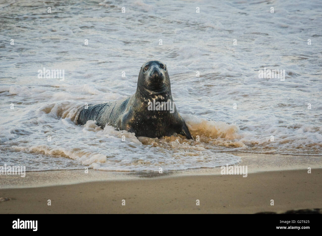Seal in breaking waves Stock Photo - Alamy