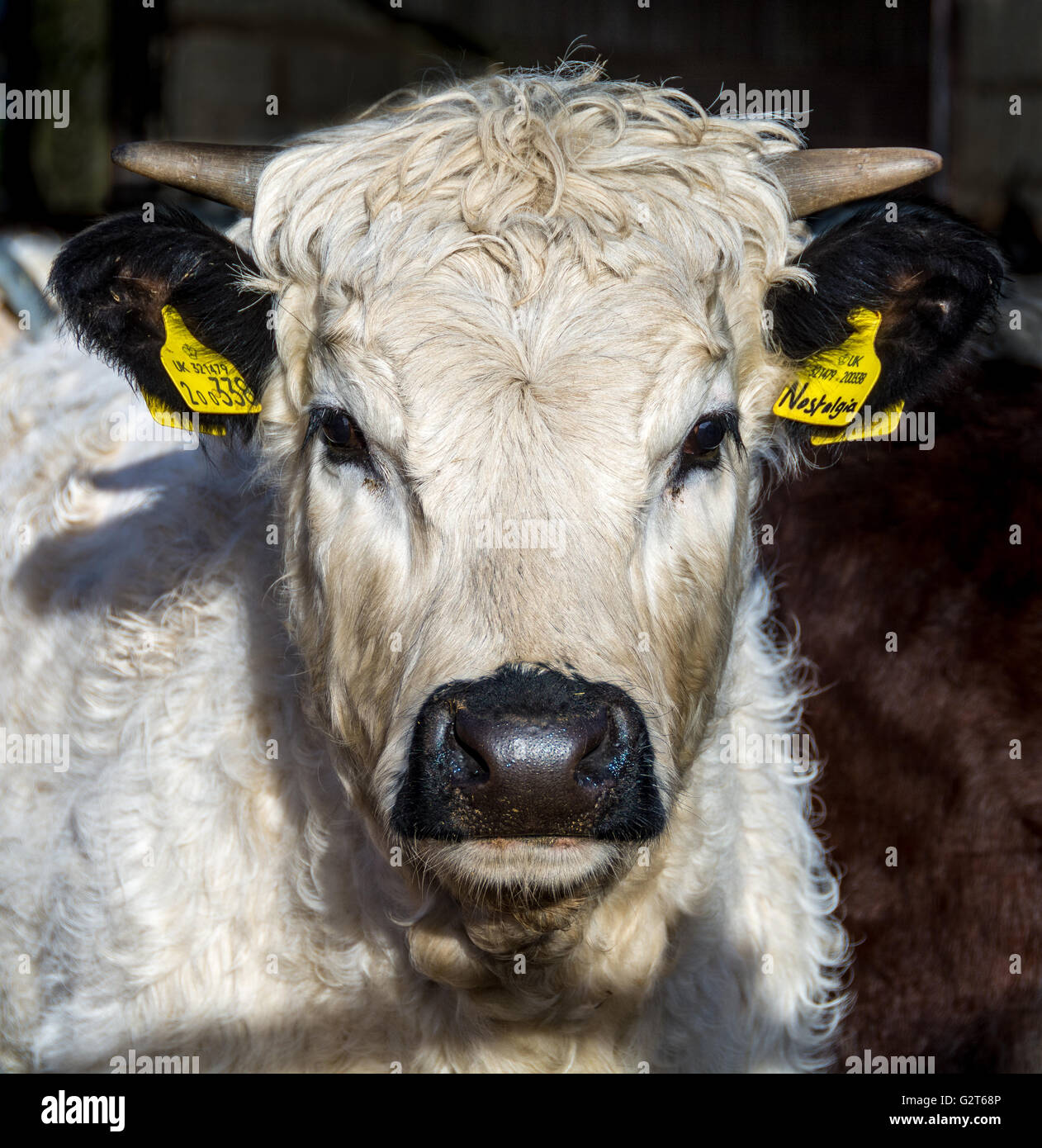 White Park Cow Stock Photos & White Park Cow Stock Images - Alamy