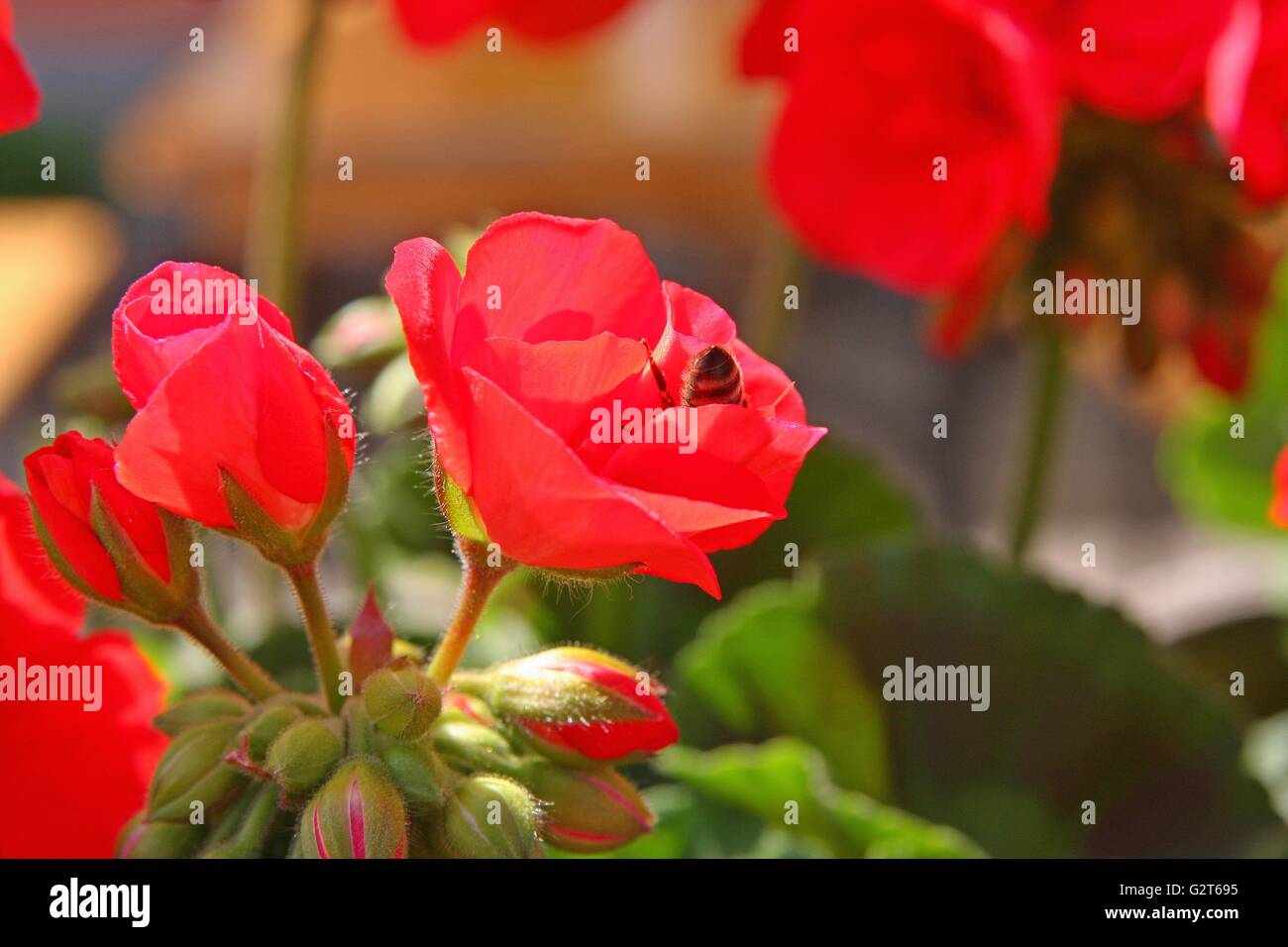 A bee on a geranium flower Stock Photo - Alamy