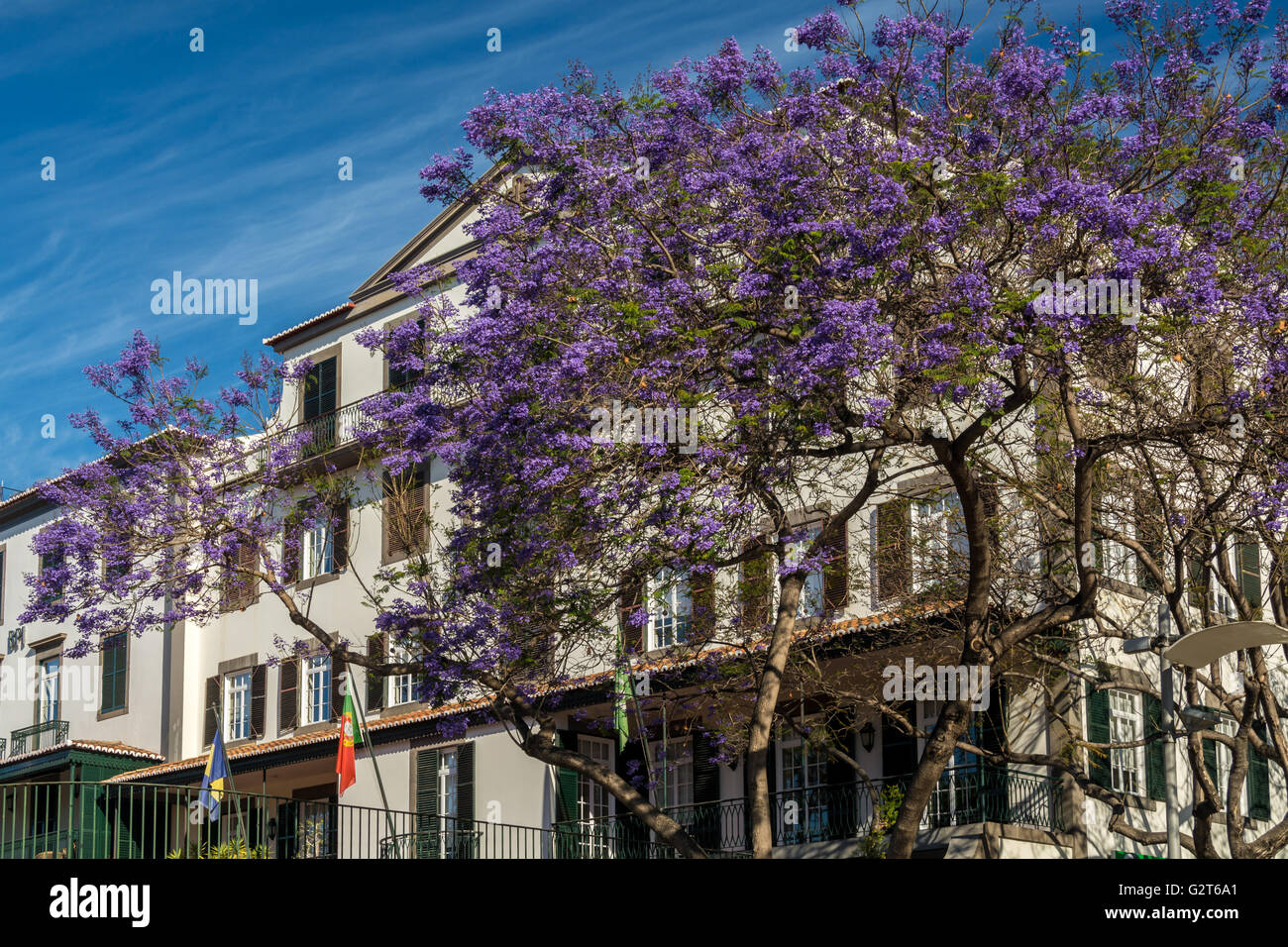Jacaranda Tree in blossom, Funchal, Madeira Stock Photo - Alamy