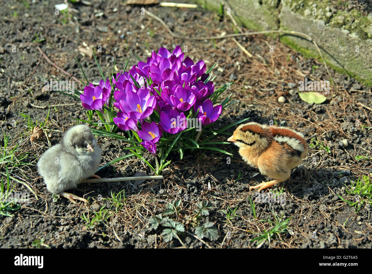 Partridge chicks hi-res stock photography and images - Alamy