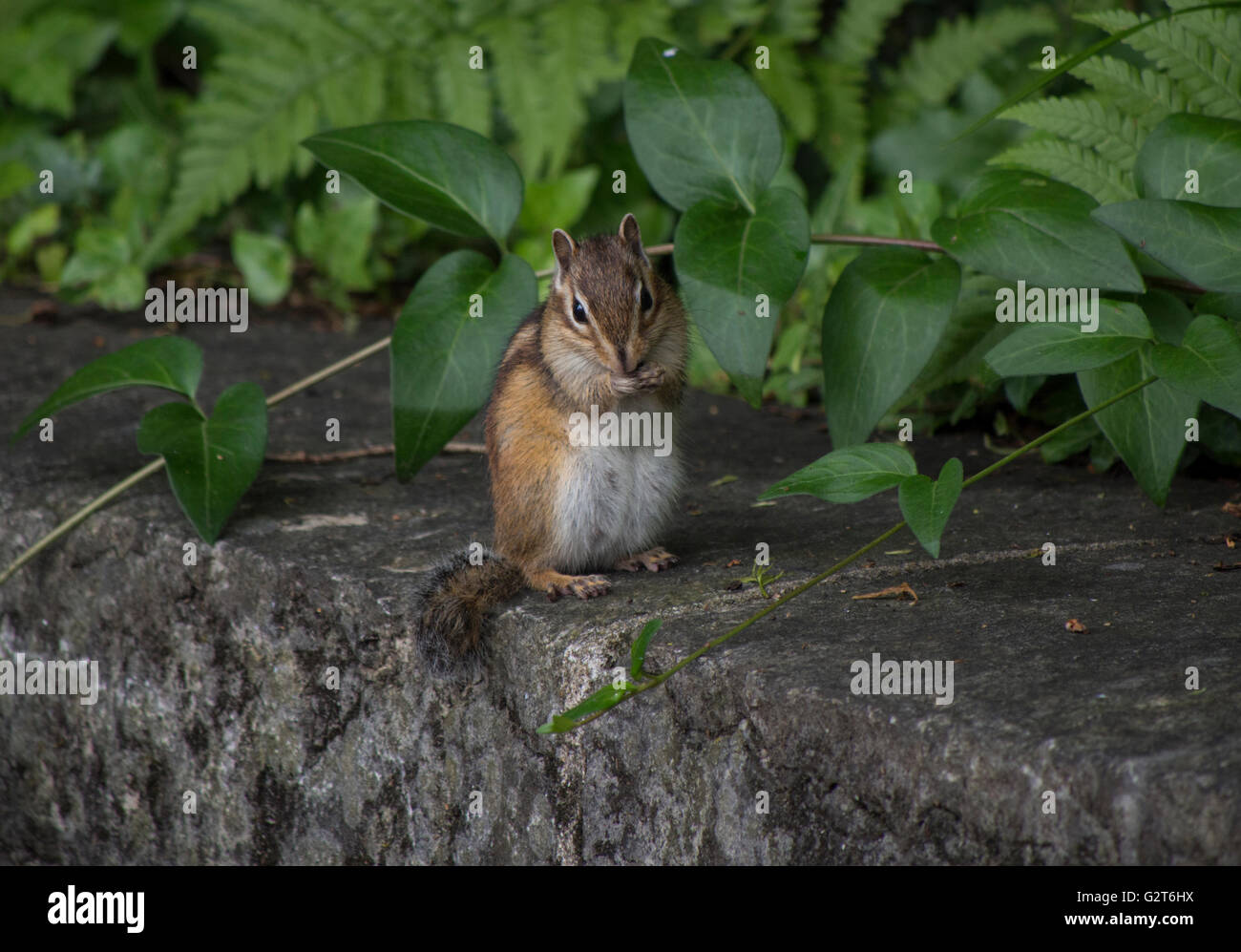 Siberian chipmunk, or common chipmunk (Eutamias sibiricus), in the ...