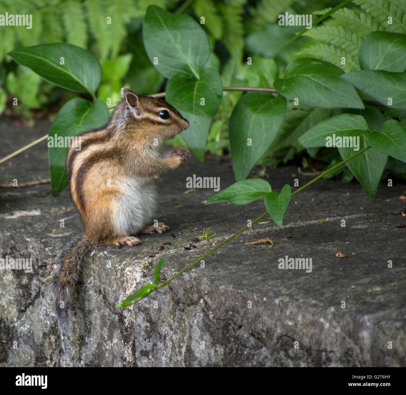 Siberian chipmunk, or common chipmunk (Eutamias sibiricus), in the ...