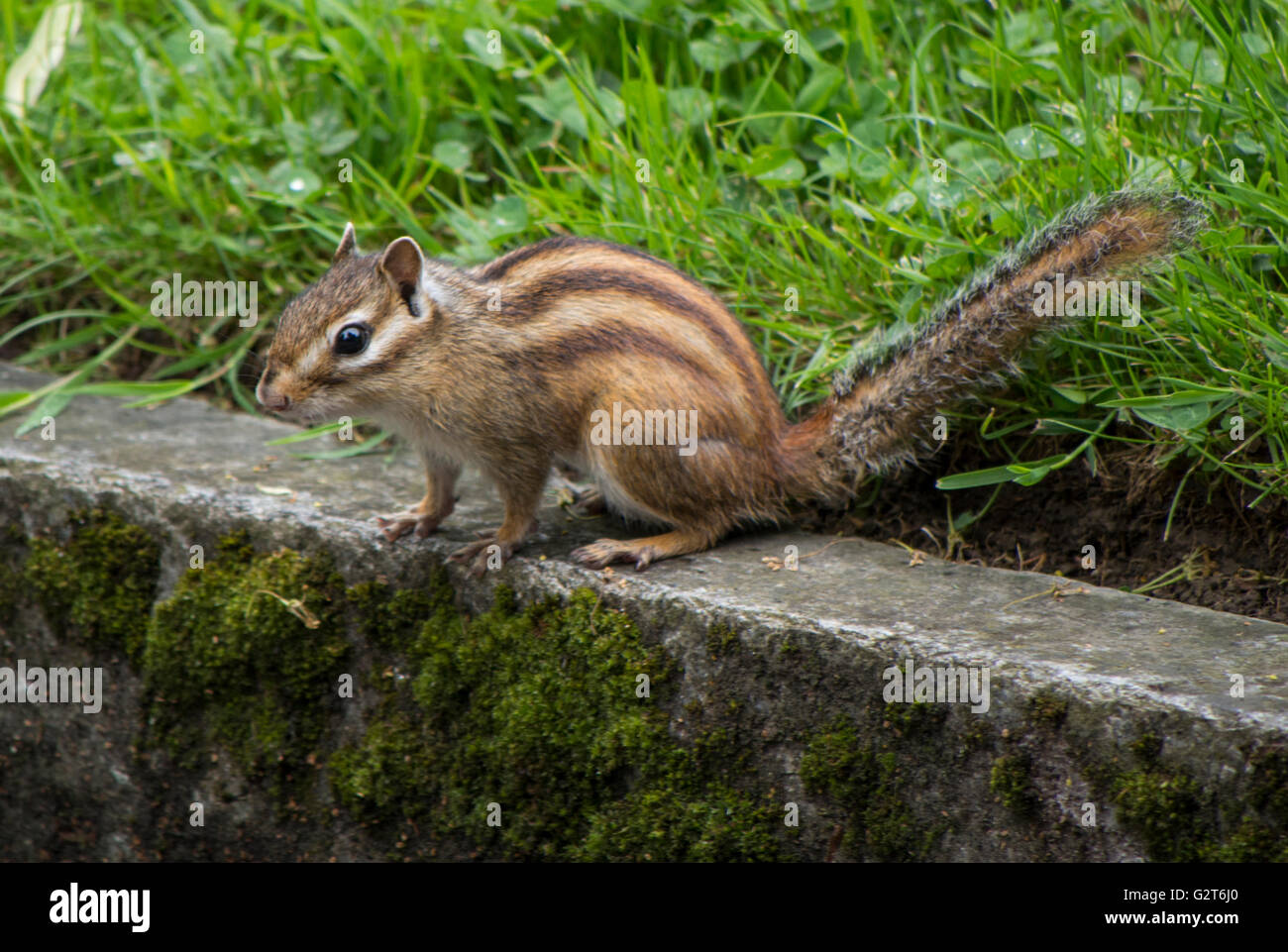 Eutamias Sibiricus High Resolution Stock Photography and Images - Alamy