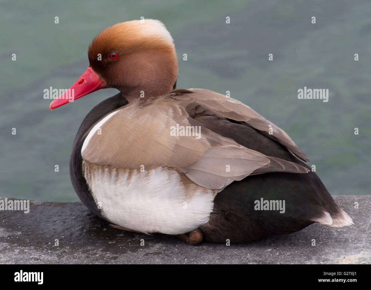 Male crested duck hi-res stock photography and images - Alamy