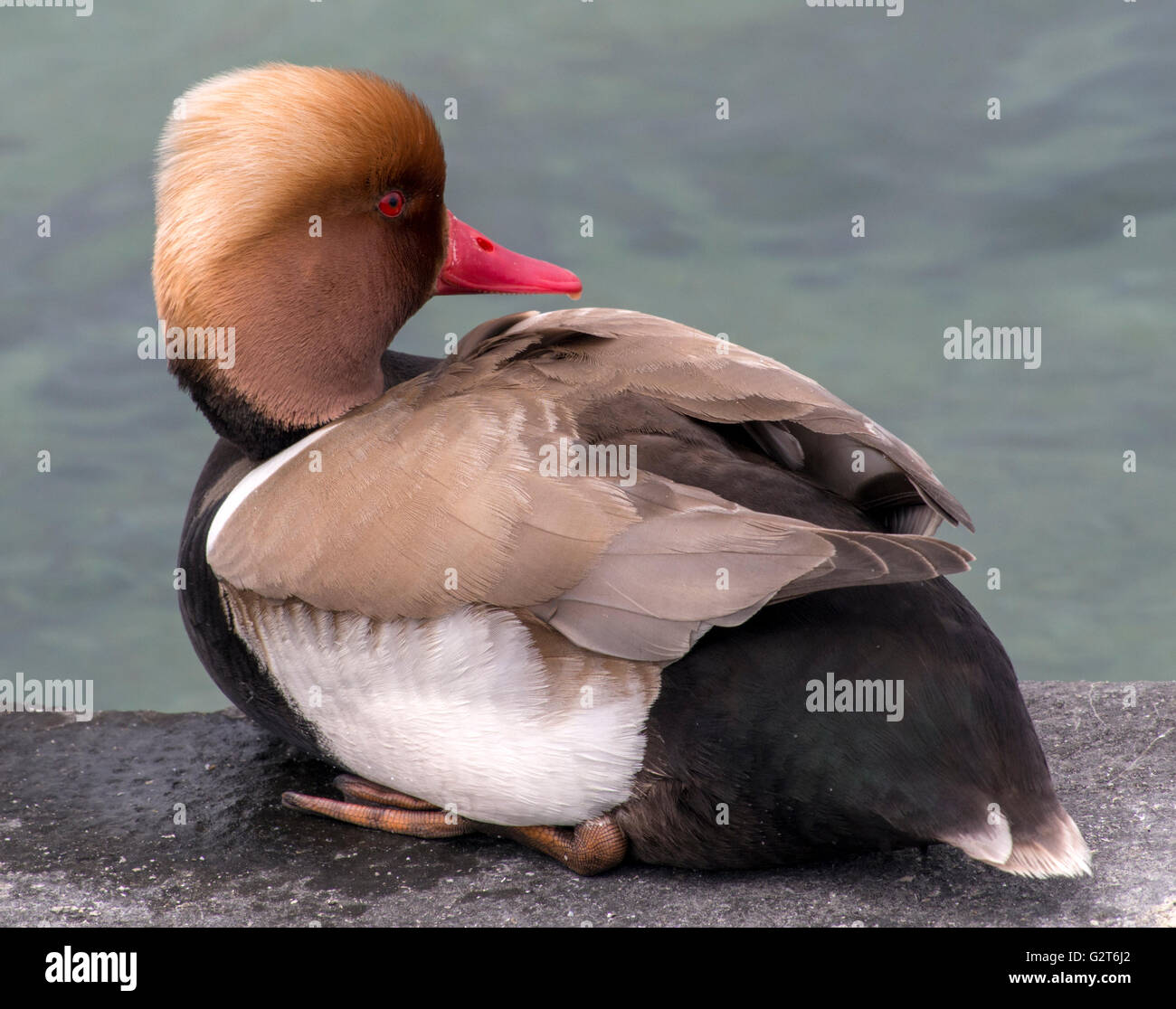 Male Crested Duck High Resolution Stock Photography and Images - Alamy