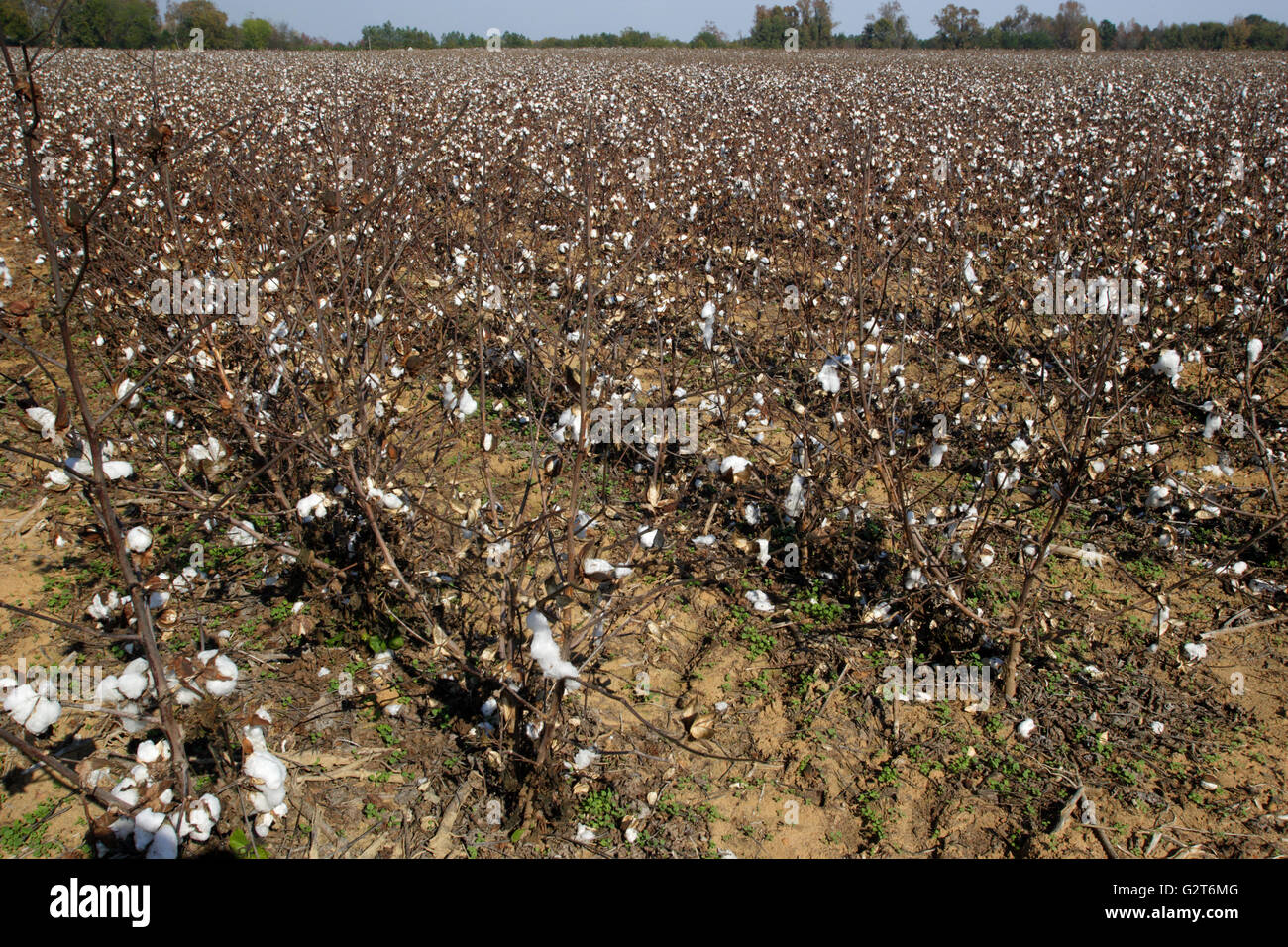 Cotton field in north carolina hi-res stock photography and images - Alamy