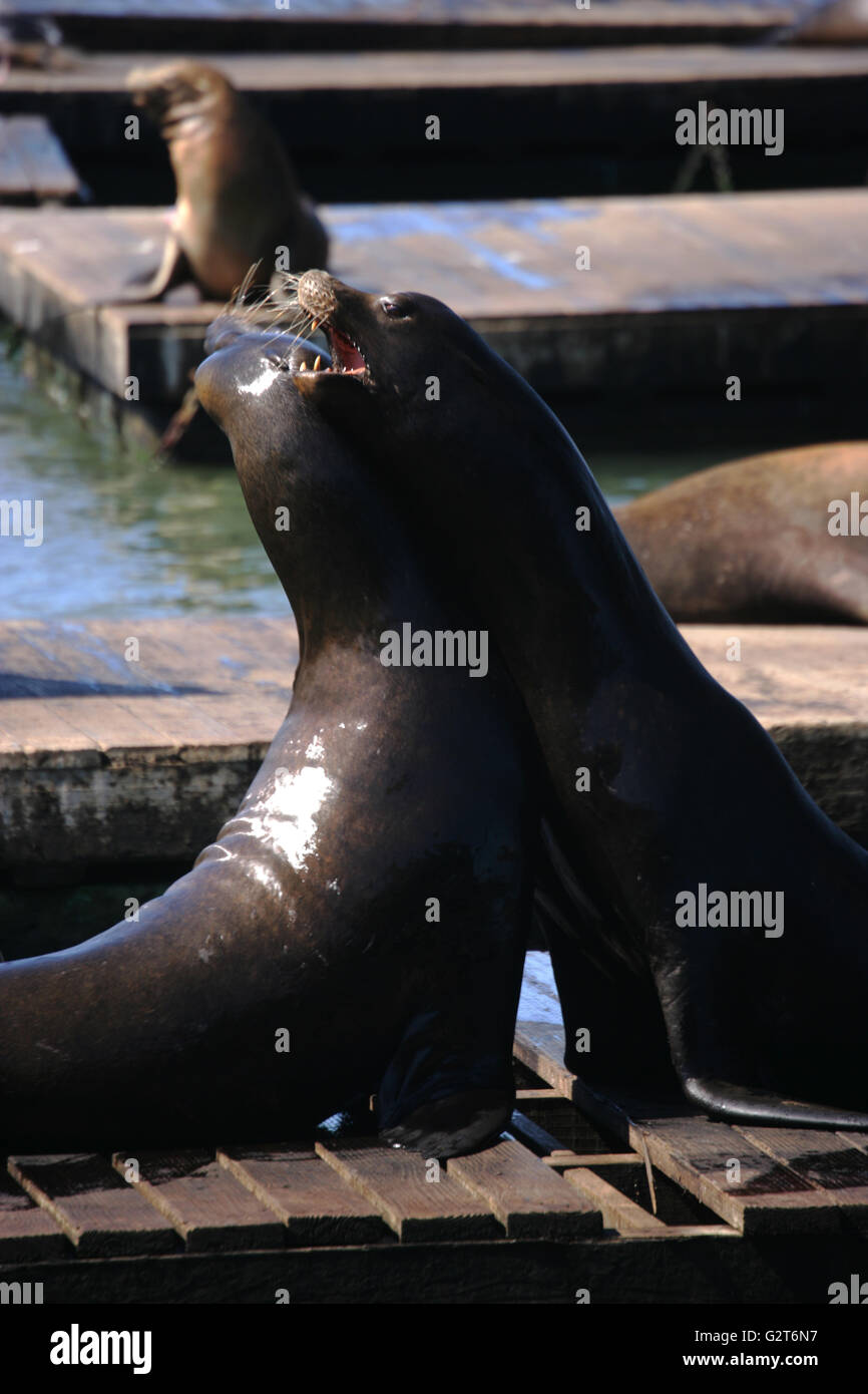 California sea lions hauled out on floating docks at Pier 39, a popular ...