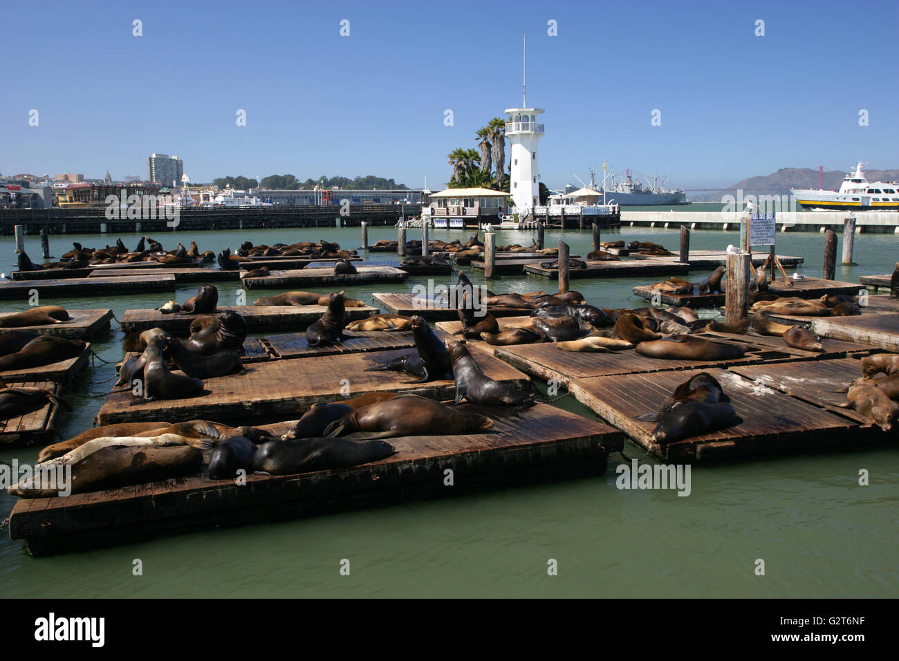 California sea lions hauled out on floating docks at Pier 39, a popular ...