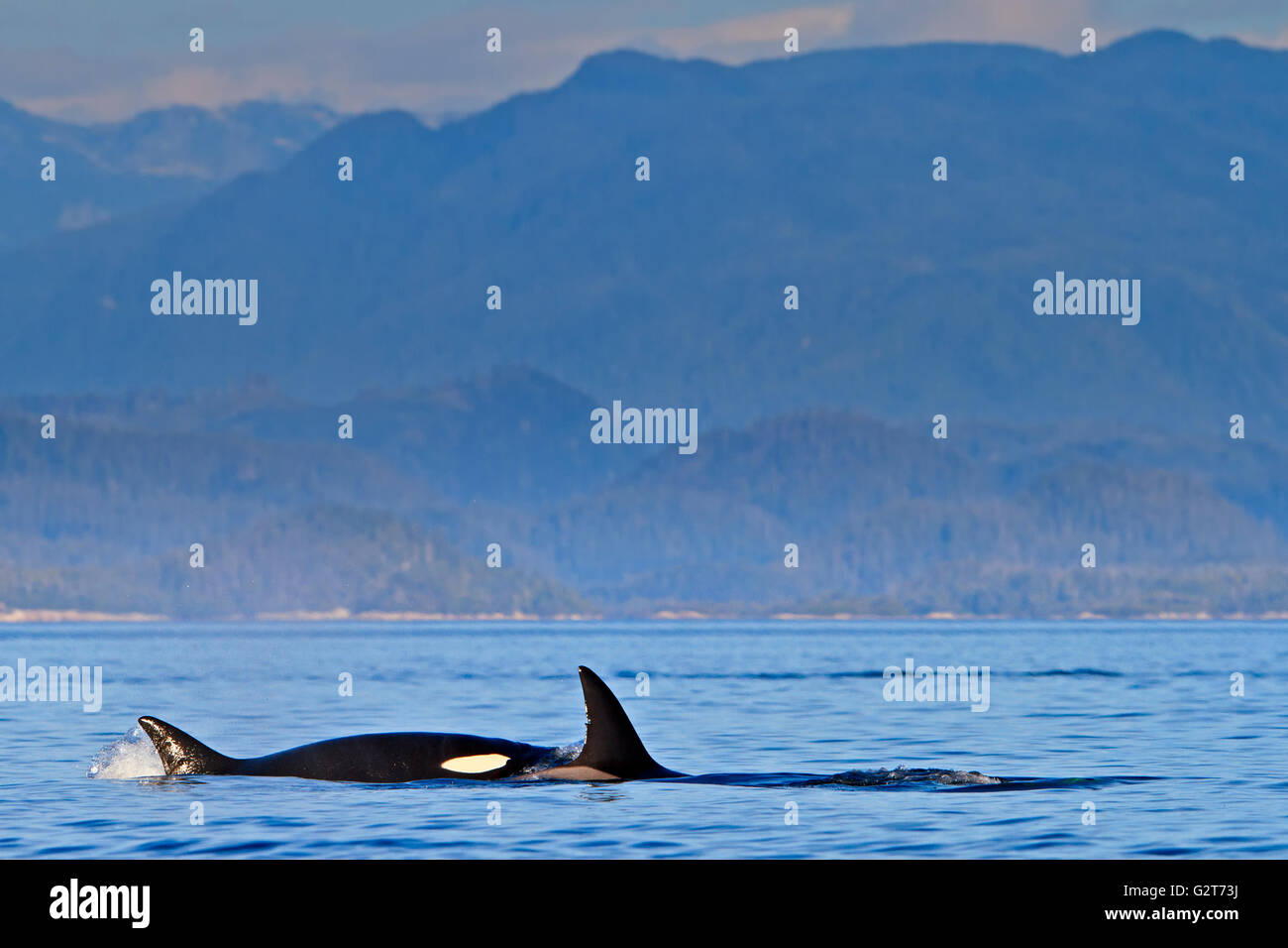 Transient killer whales (orca, Orcinus orca, T30's & T137's) after ...
