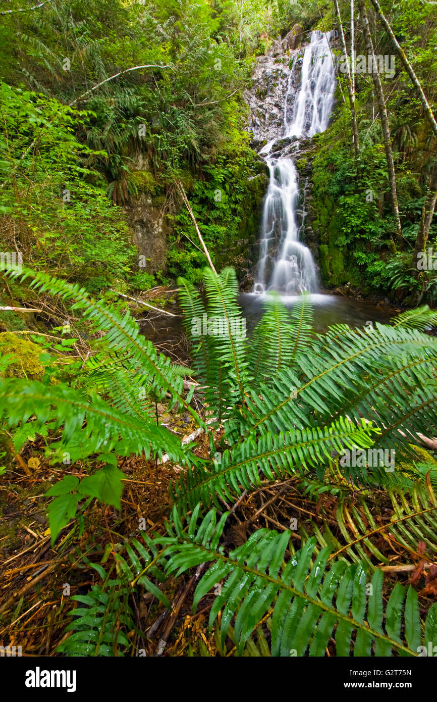 Waterfall in the rainforest near Port Alice, Northern Vancouver Island ...