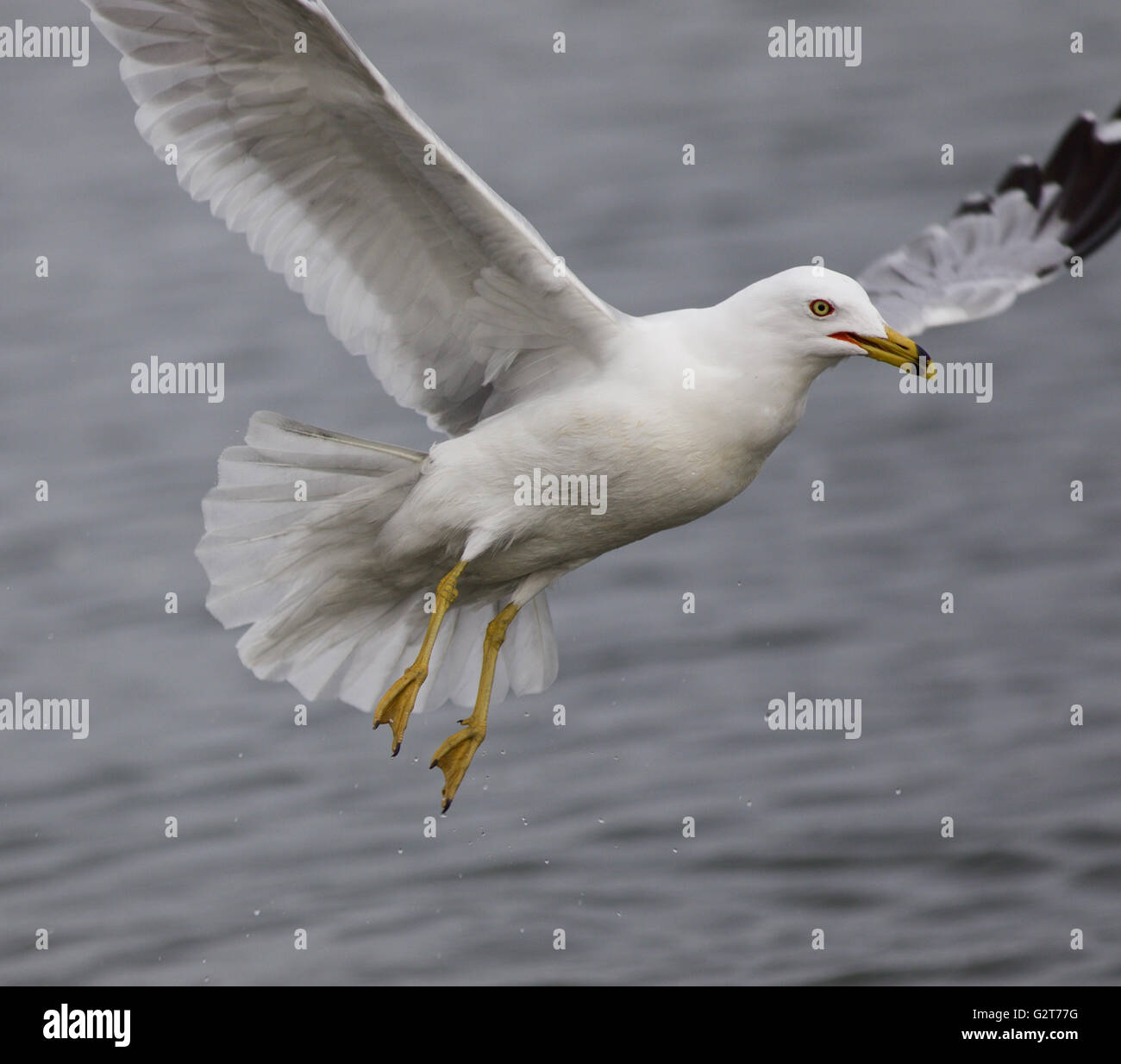 Beautiful close photo of a gull with the wings opened Stock Photo - Alamy