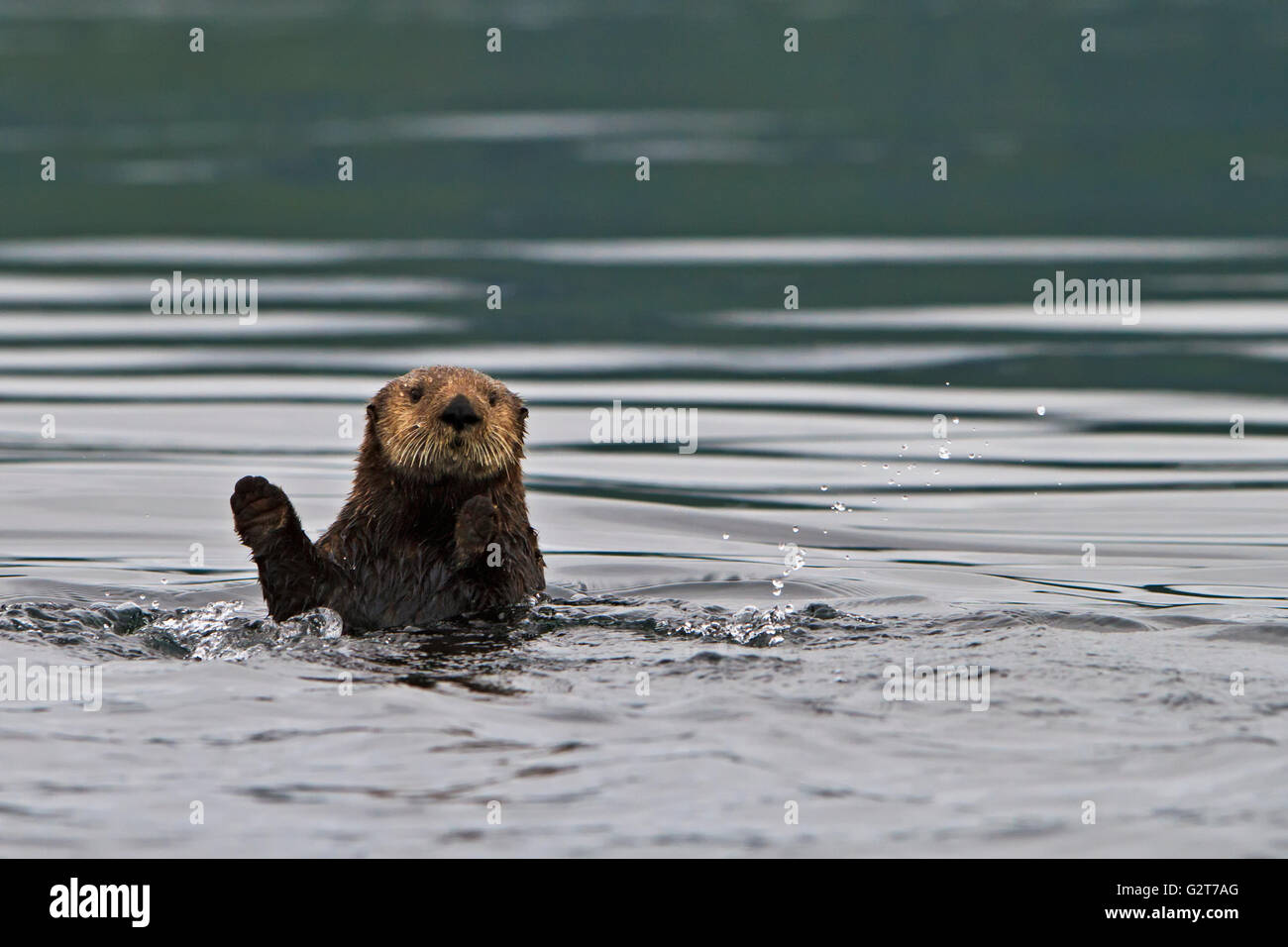 Sea Otter Enhydra Lutris Waving Vancouver Island British Columbia
