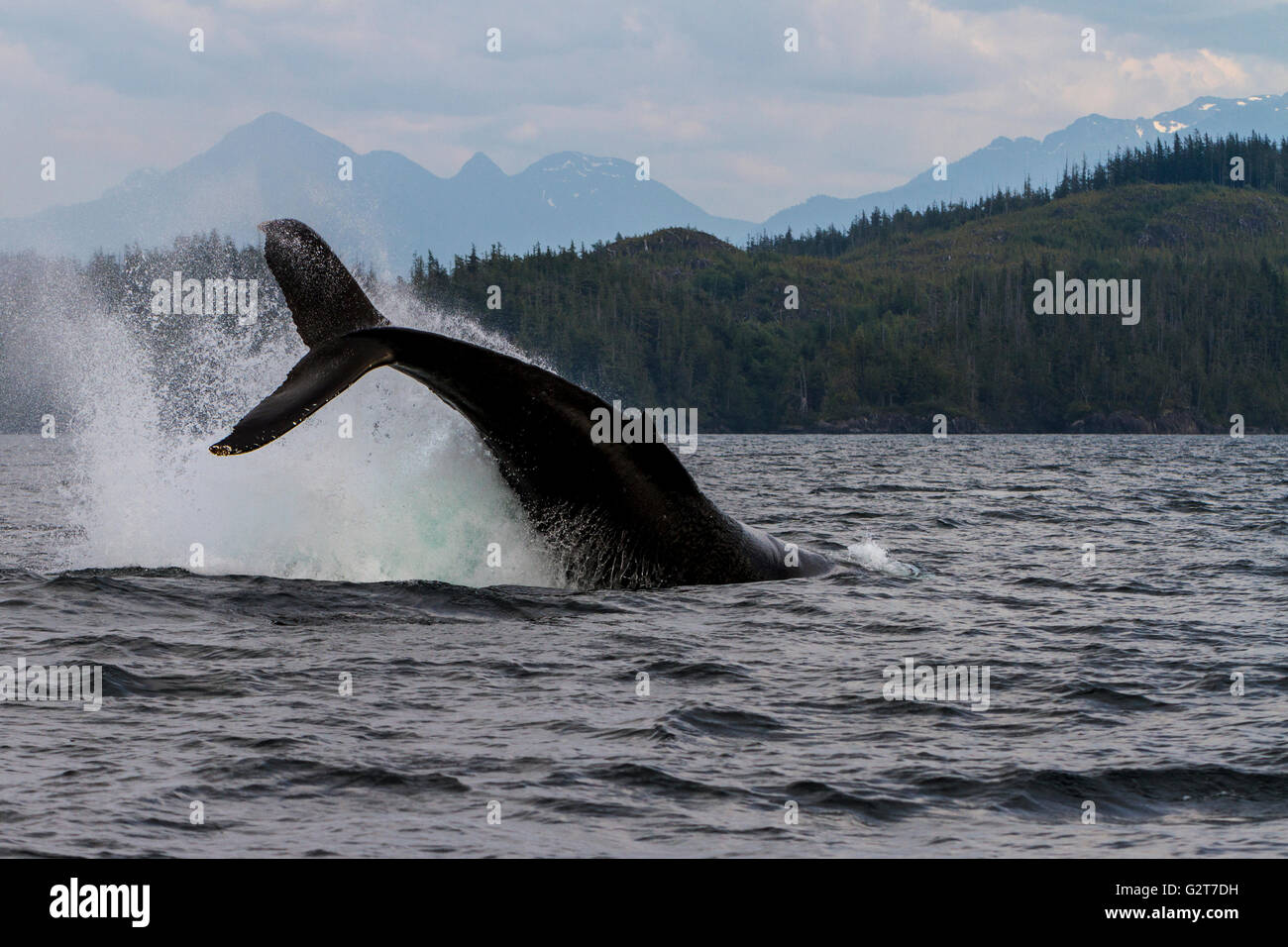 Humpback whale splashing its tail fluke, British Columbia, Canada Stock ...