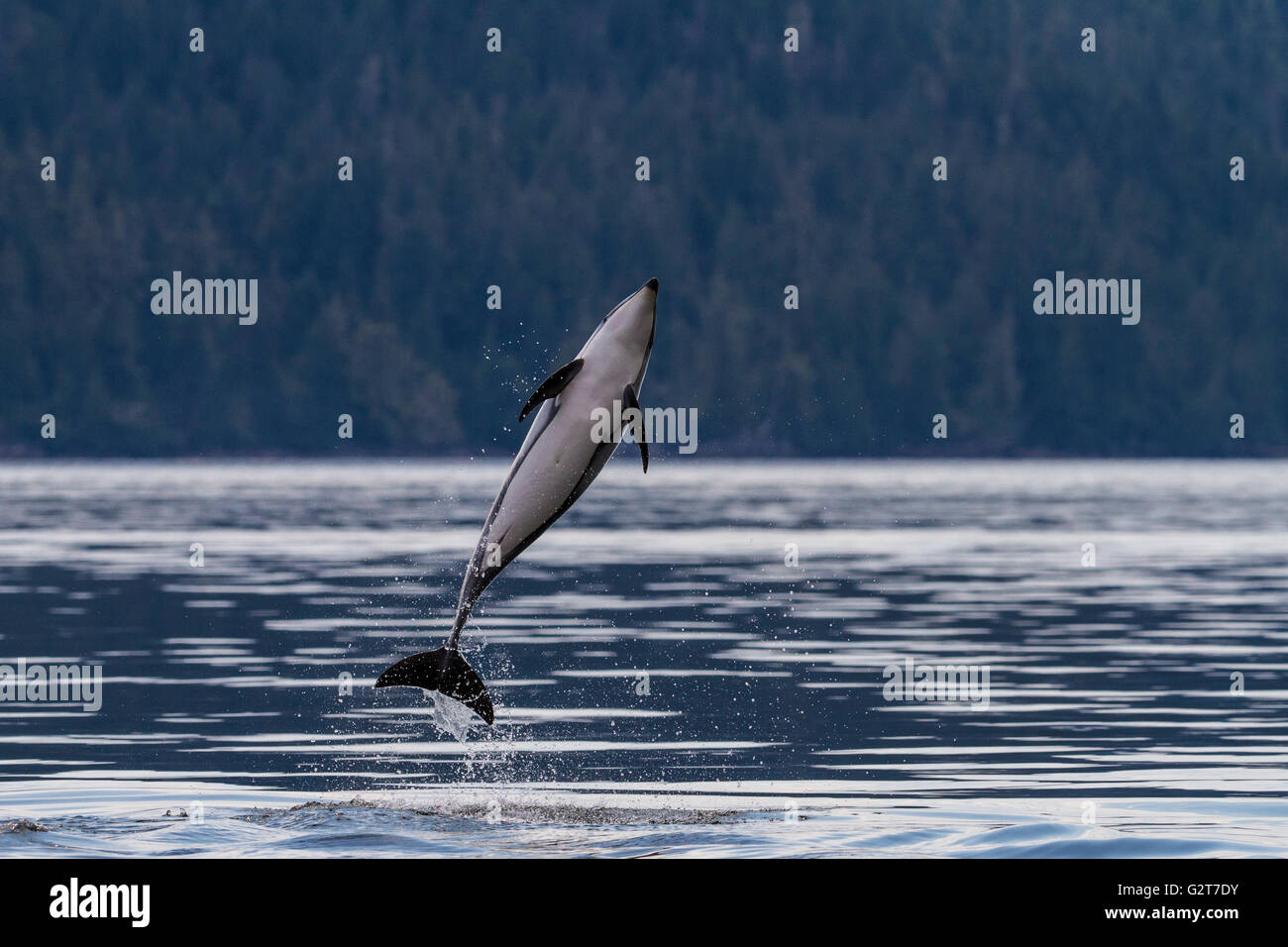 umping Pacific White Sided Dolphin in Broughton Archipelago Provincial ...