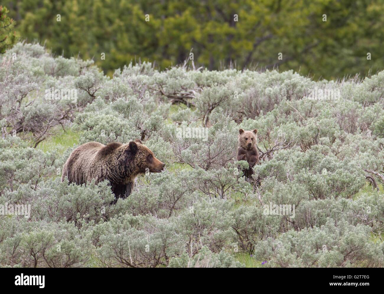 A grizzly bear sow and her cubs walk through the underbrush in ...