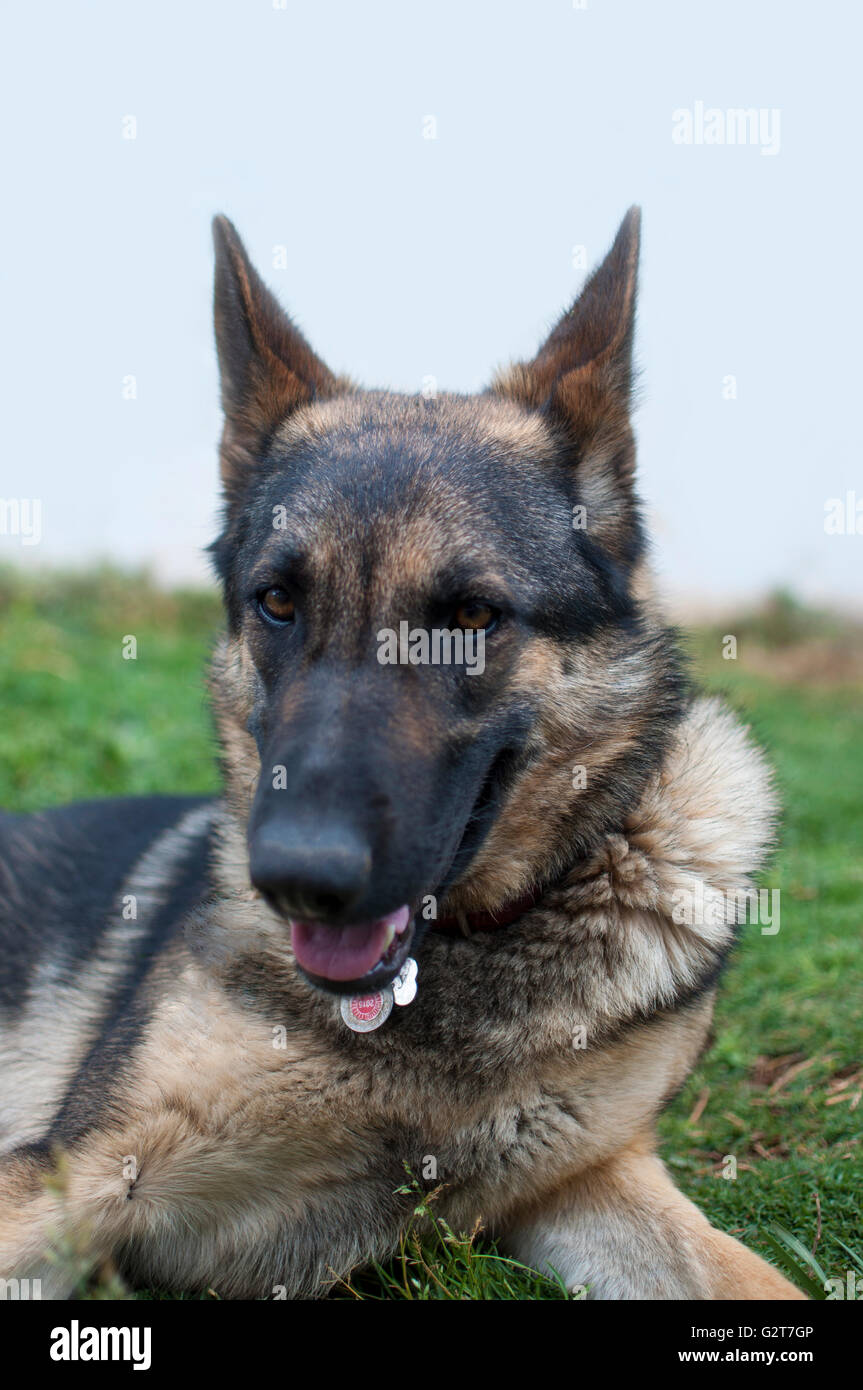 German shepherd portrait Stock Photo - Alamy