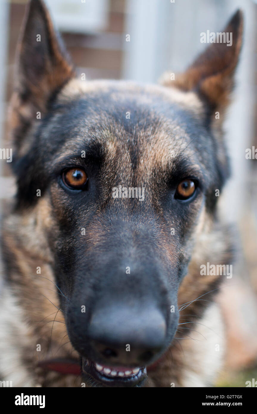 German shepherd face up hi-res stock photography and images - Alamy