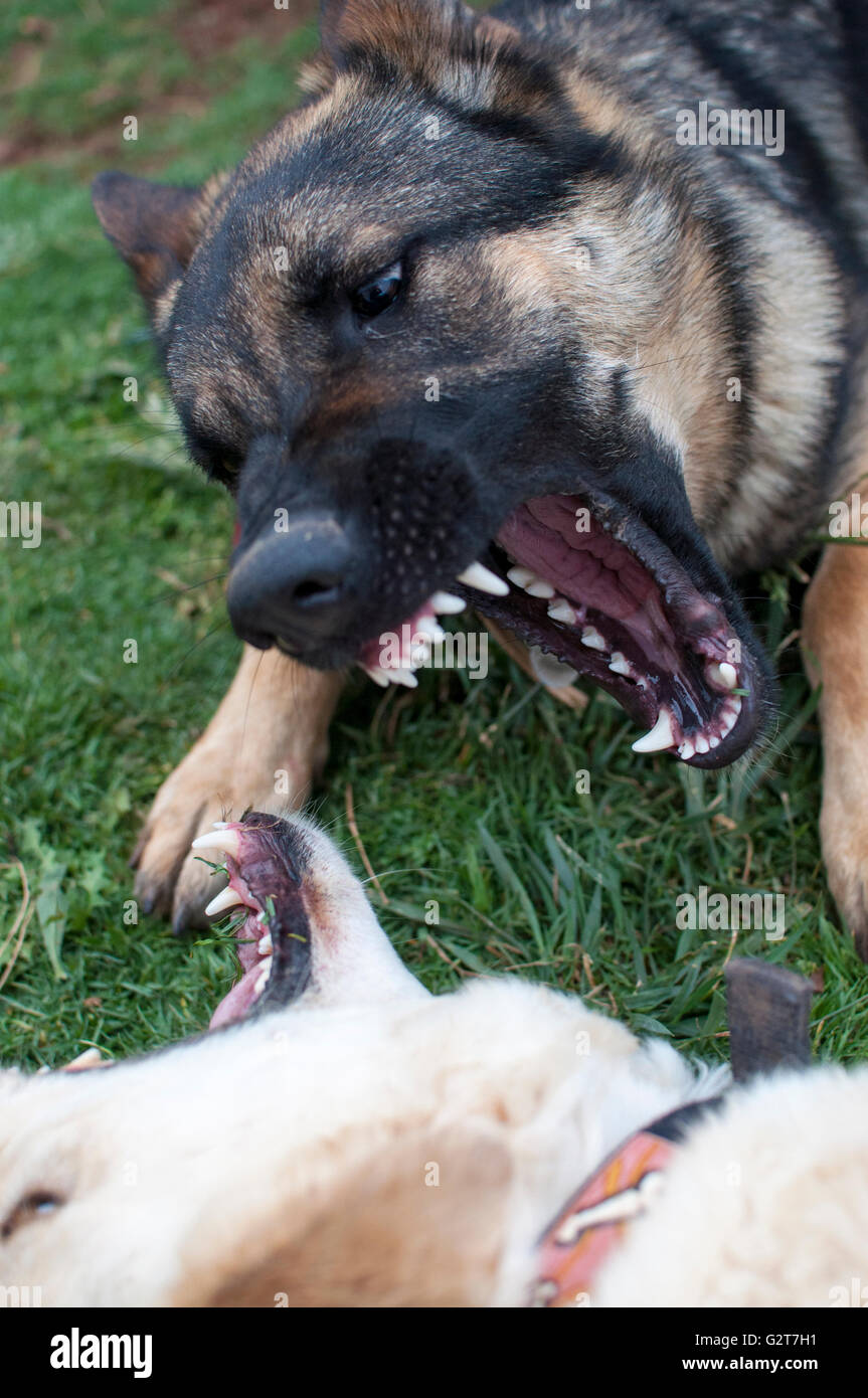Baby German Shepherd Teeth