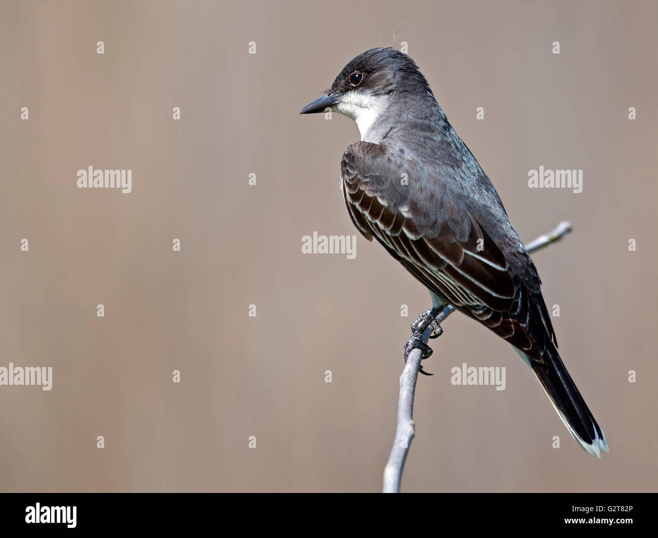 Kingbird king bird hi-res stock photography and images - Alamy