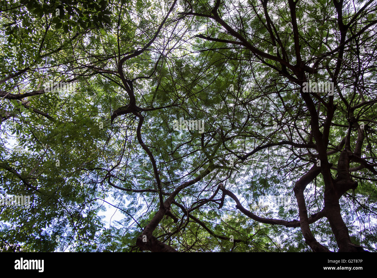 Cuba trees hi-res stock photography and images - Alamy