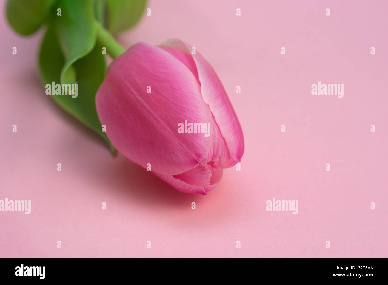 Beautiful bright tulip close hi-res stock photography and images - Alamy