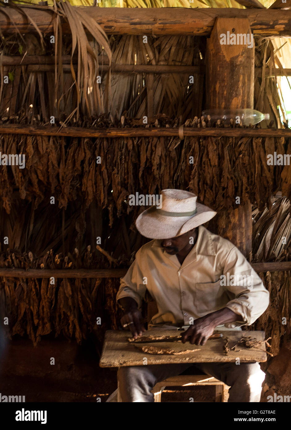 Worker manufacturing Cuban cigars in the traditional handmade way ...