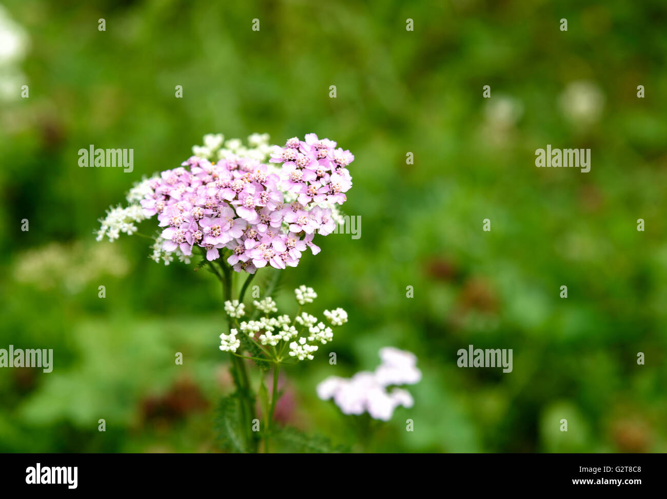 Pink Achillea millefolium flower on green background. Selective focus ...