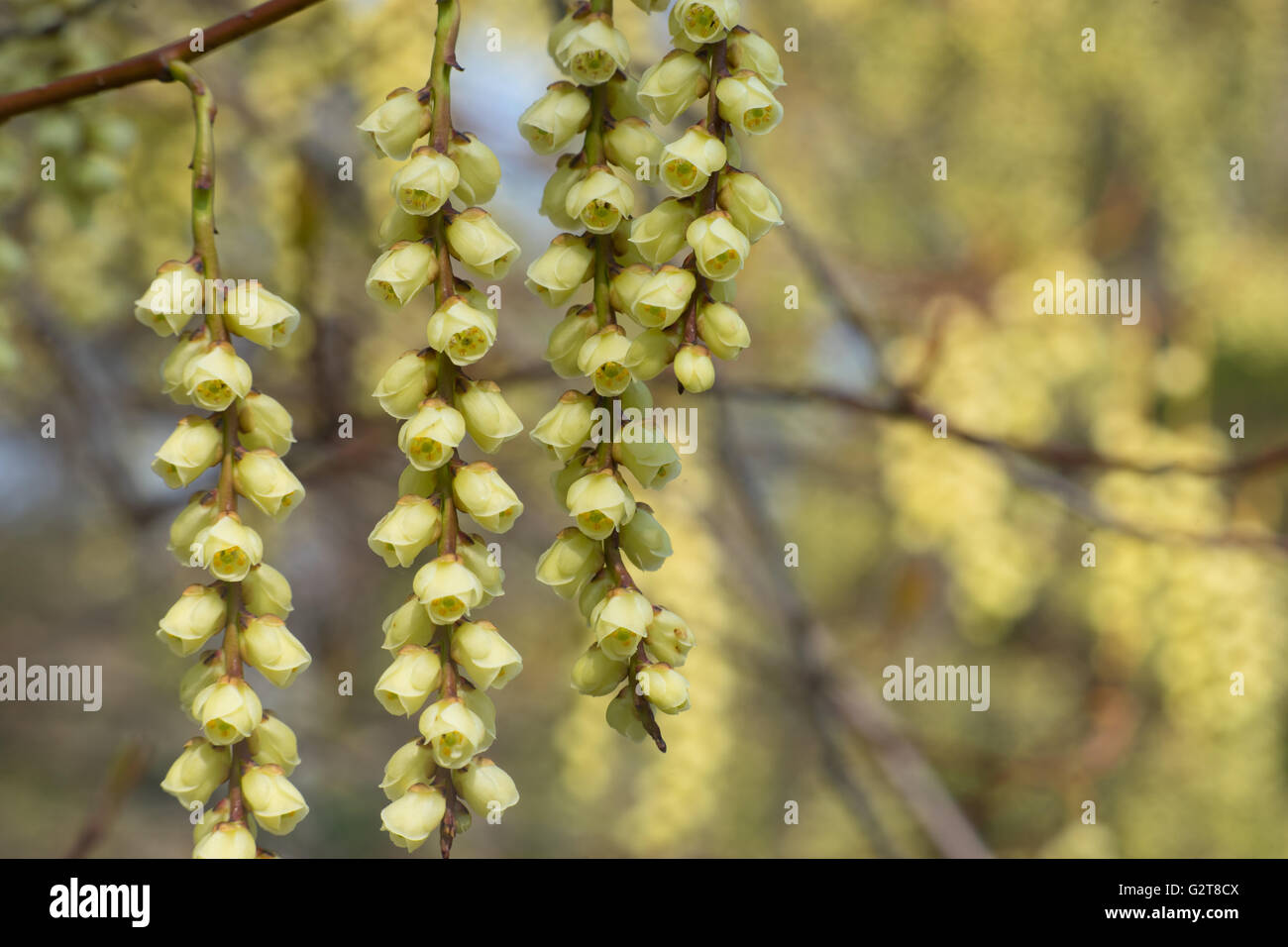 Close up of yellow spring flowers Stock Photo - Alamy