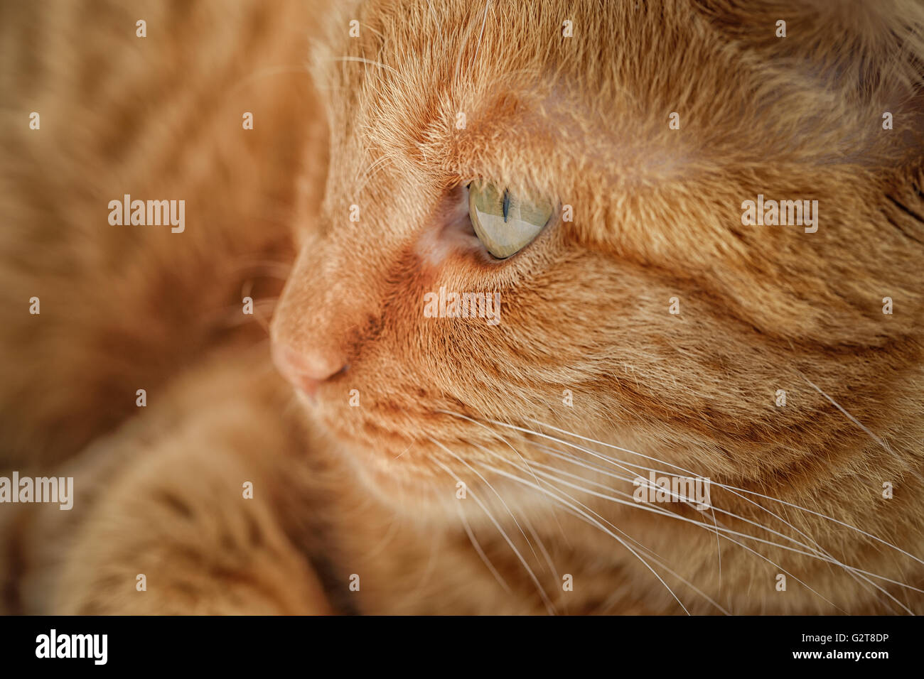 Grumpy looking animals hi-res stock photography and images - Alamy
