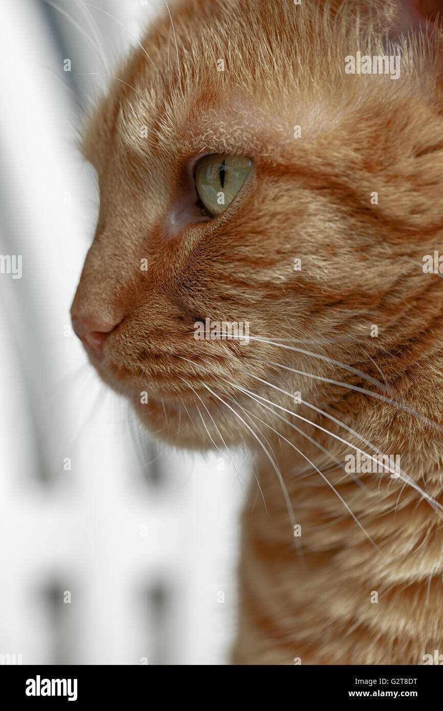 Ginger cat eye close up hi-res stock photography and images - Alamy