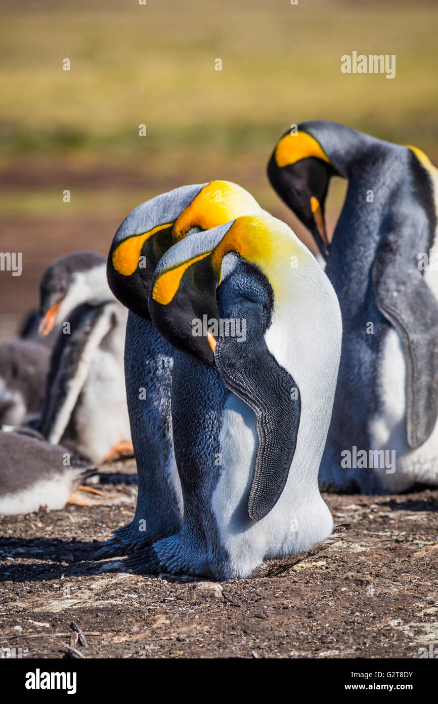 The King Penguin rookery at Bluff cove, East Falklands, Falkland ...