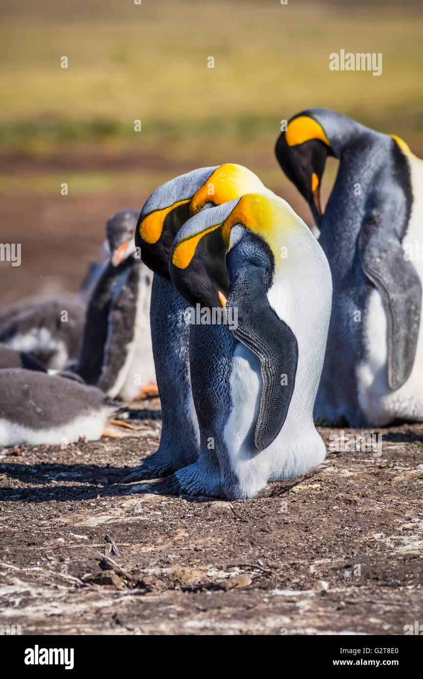 The King Penguin rookery at Bluff cove, East Falklands, Falkland ...