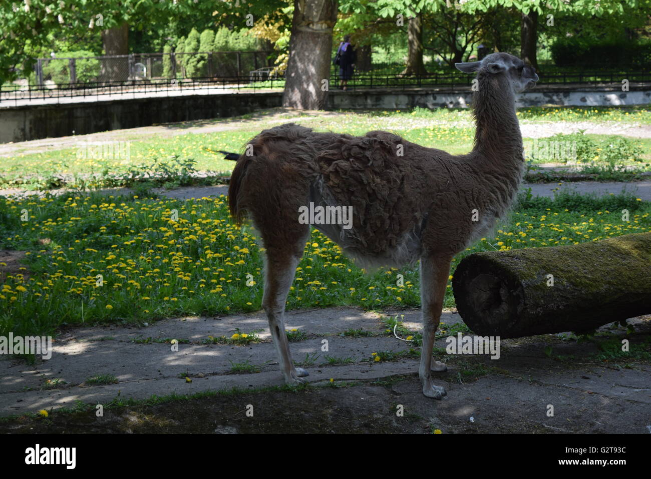 Zoo animals and other inhabitants of the Kaliningrad Zoo Stock Photo ...