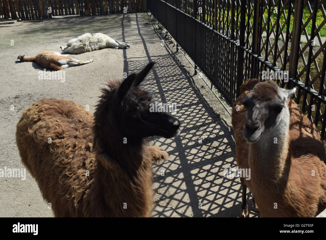 Zoo animals and other inhabitants of the Kaliningrad Zoo Stock Photo ...