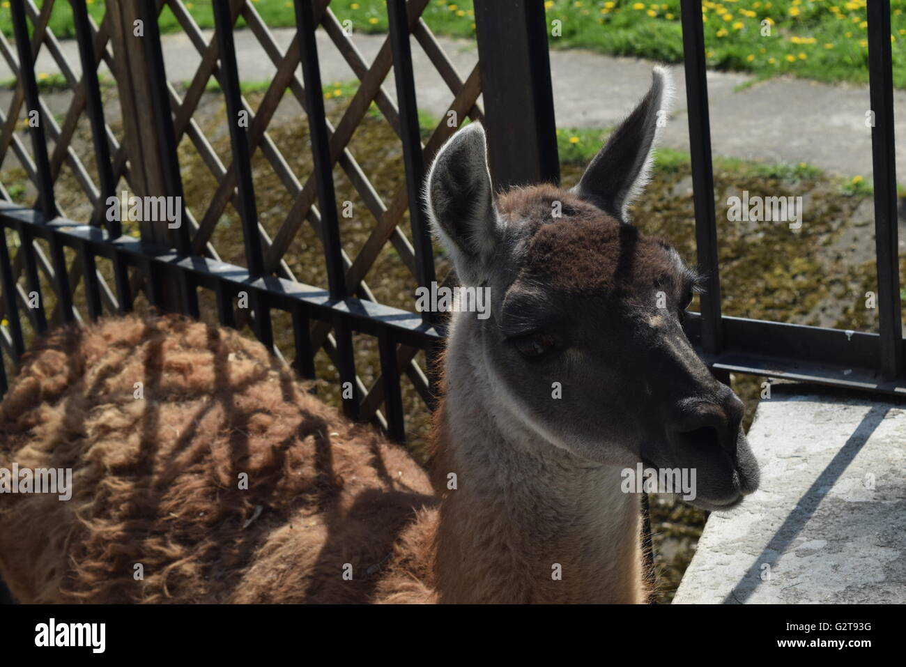 Zoo animals and other inhabitants of the Kaliningrad Zoo Stock Photo ...