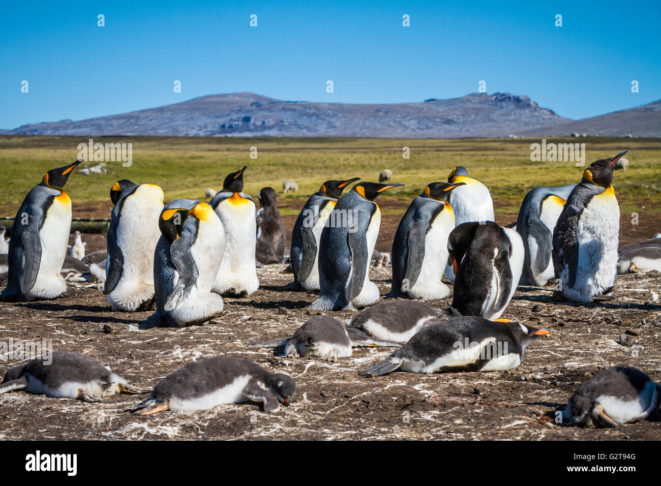 The King Penguin rookery at Bluff cove, East Falklands, Falkland ...
