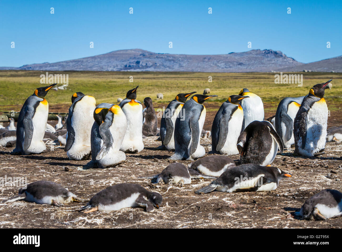 The King Penguin rookery at Bluff cove, East Falklands, Falkland ...