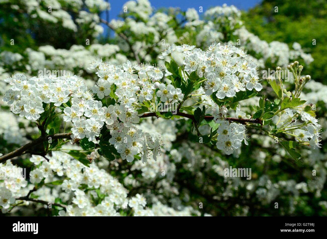 Mayflower tree hi-res stock photography and images - Alamy